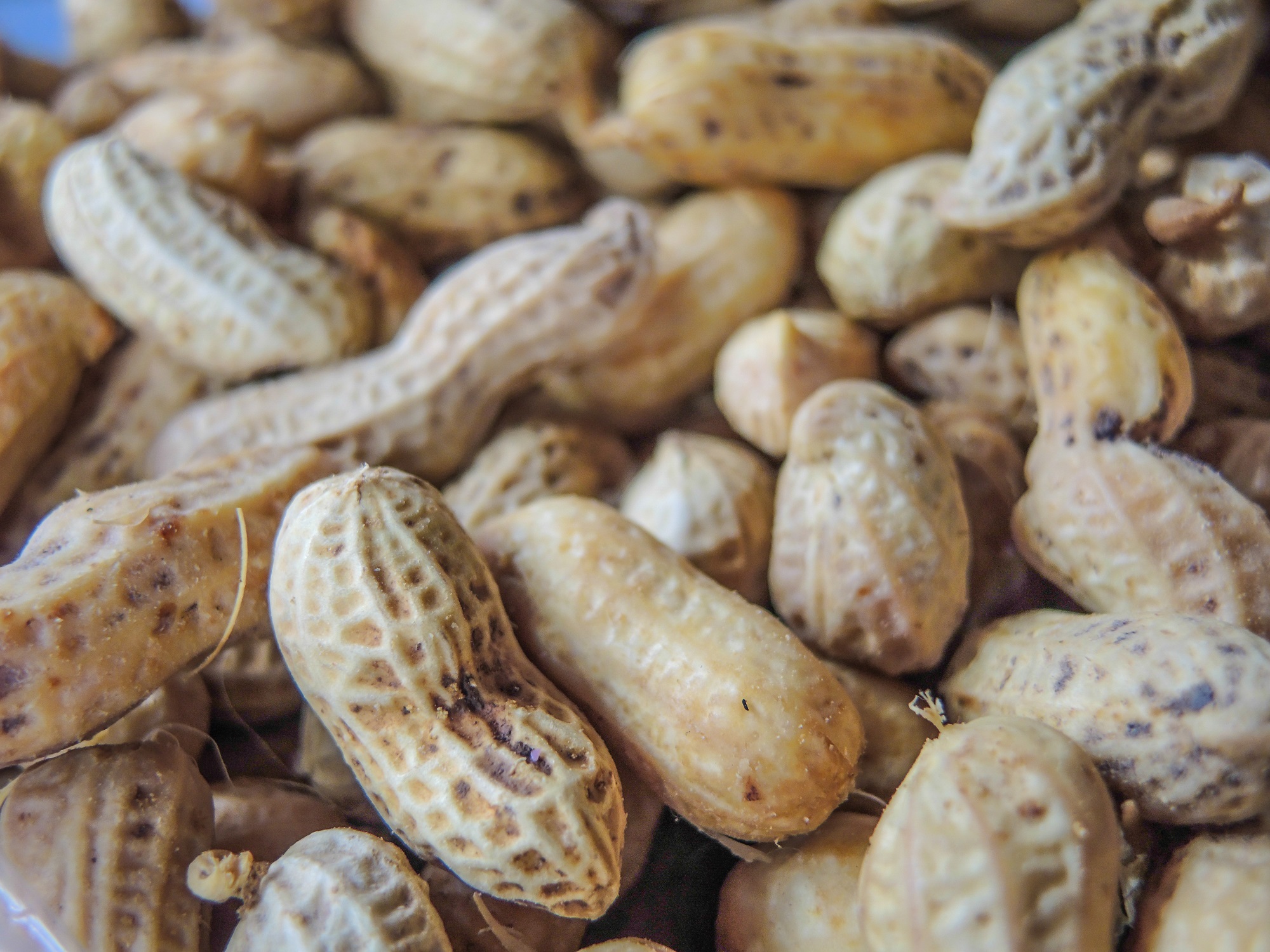 China recurre a la edición génica para desarrollar una nueva variedad ...